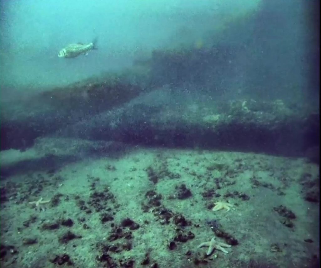 Caméra sous-marine Orphie pour milieux turbides