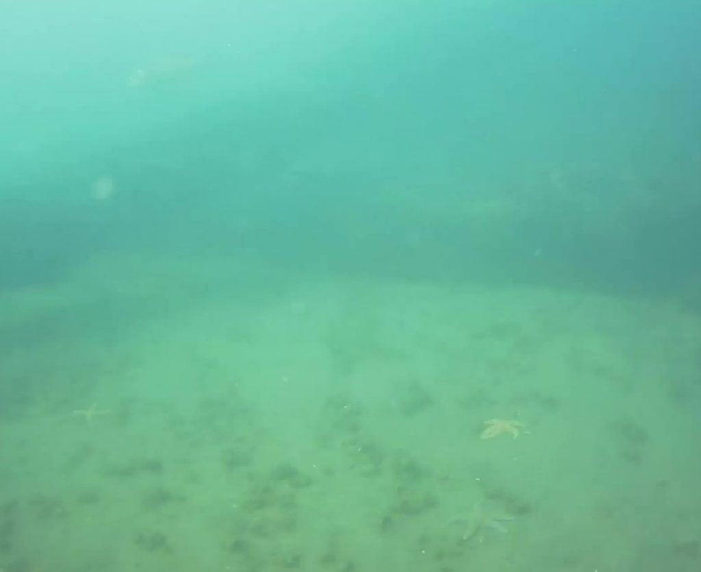 Caméra sous-marine Orphie pour milieux turbides